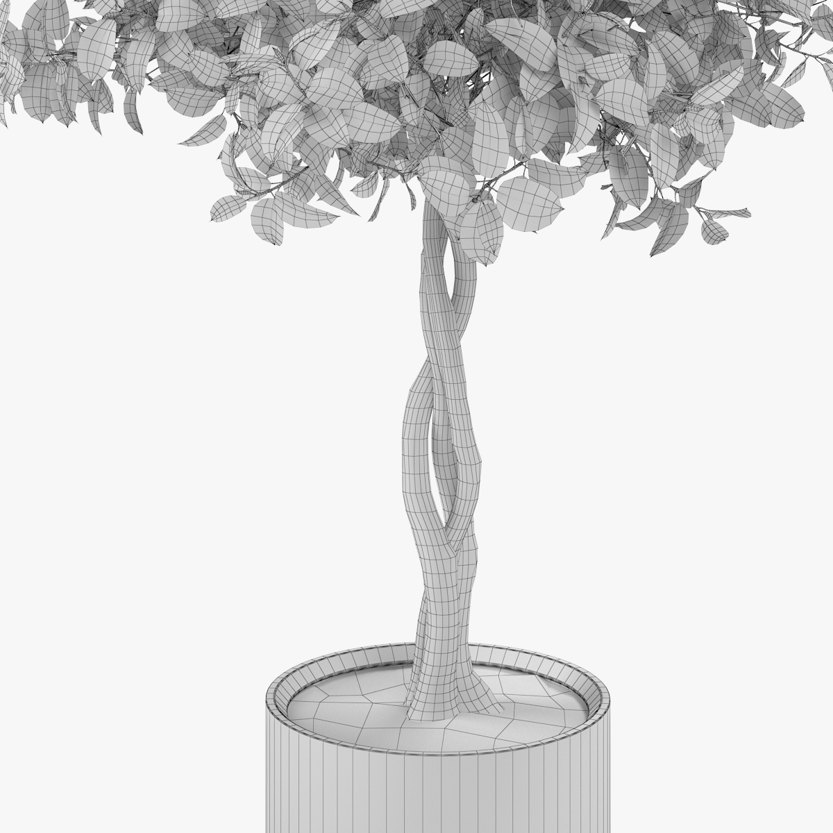 3d model ficus plant