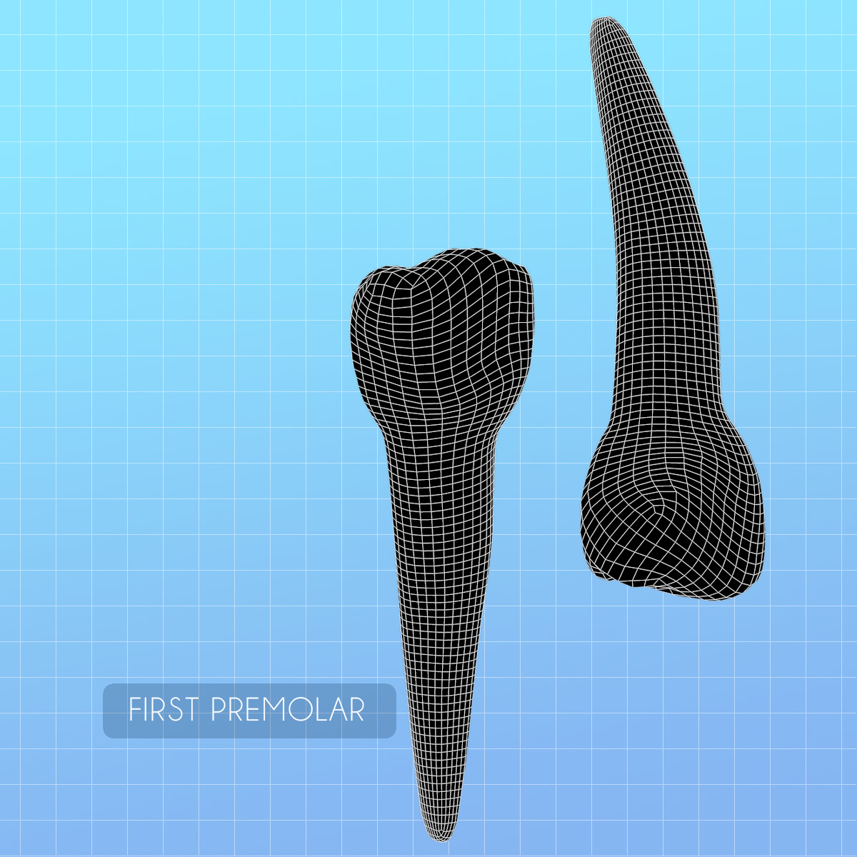 3d premolar human model