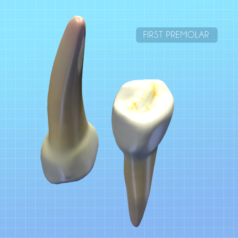 3d premolar human model