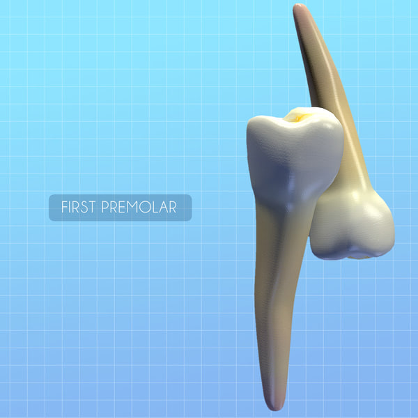 3d premolar human model