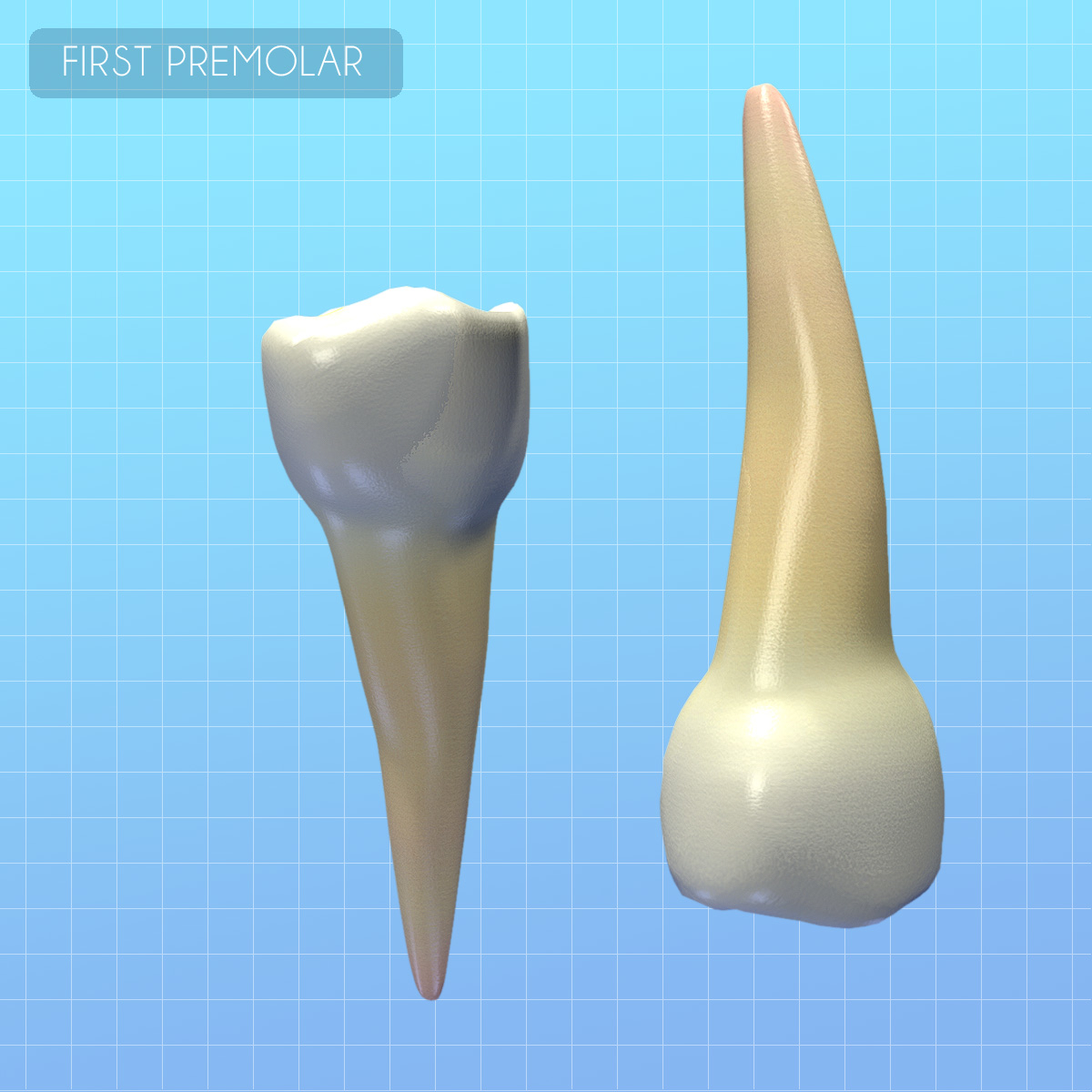 3d premolar human model