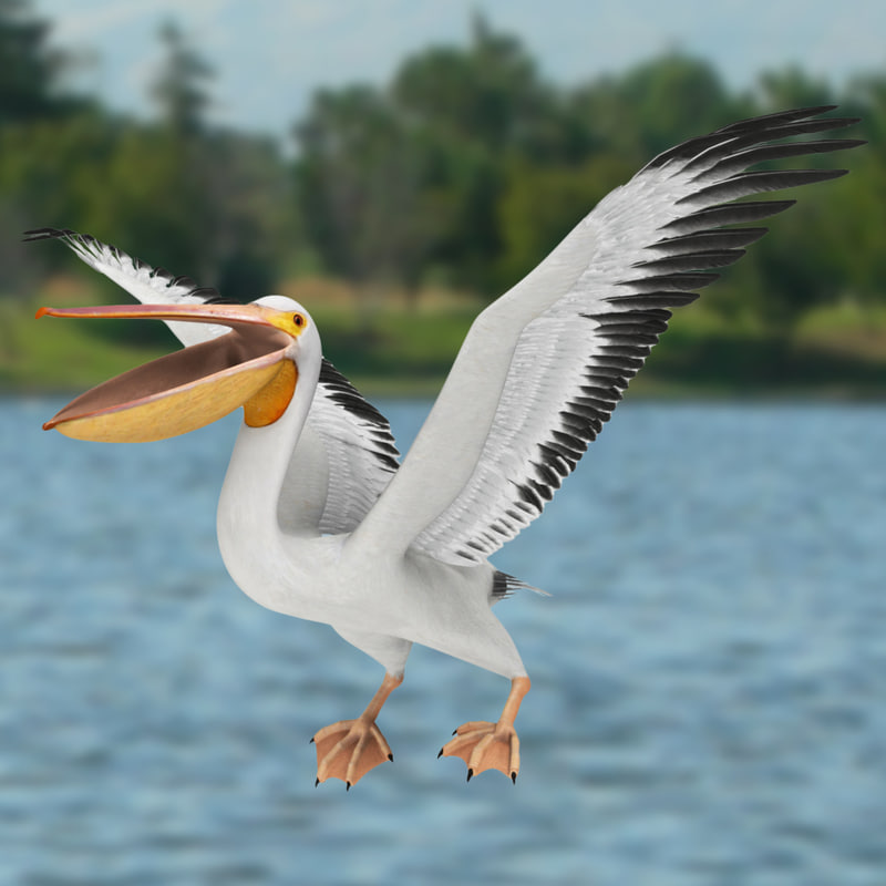3d model pelecanus erythrorhynchos american white