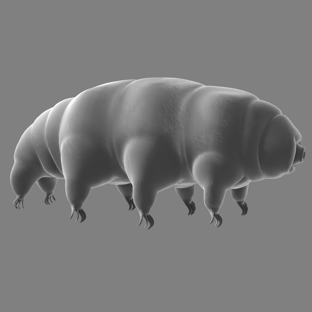 extremophile tardigrade macrobiotus sapiens obj