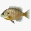 Collection Bluegill 3D Models for Download | TurboSquid