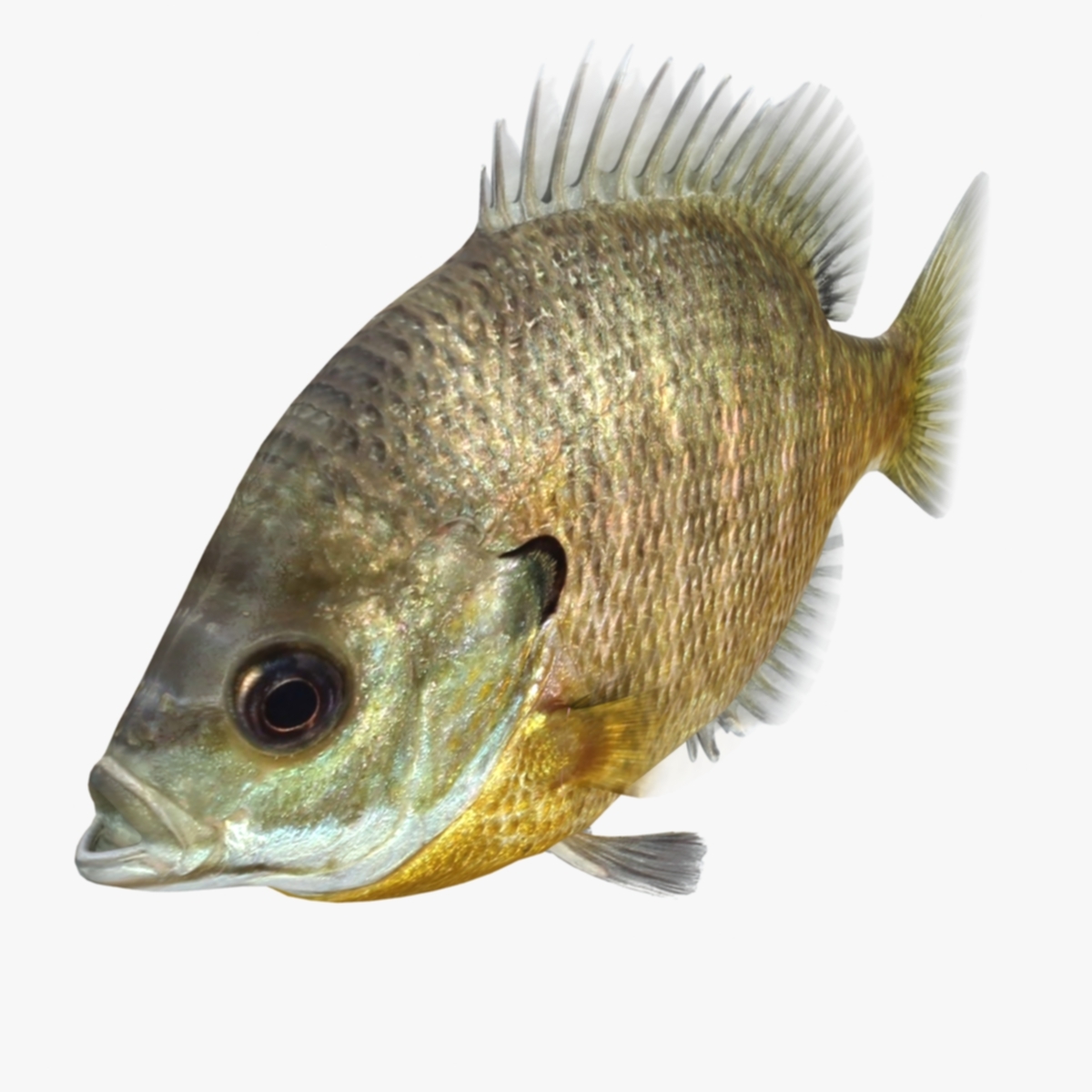 3d bluegill fish lepomis model