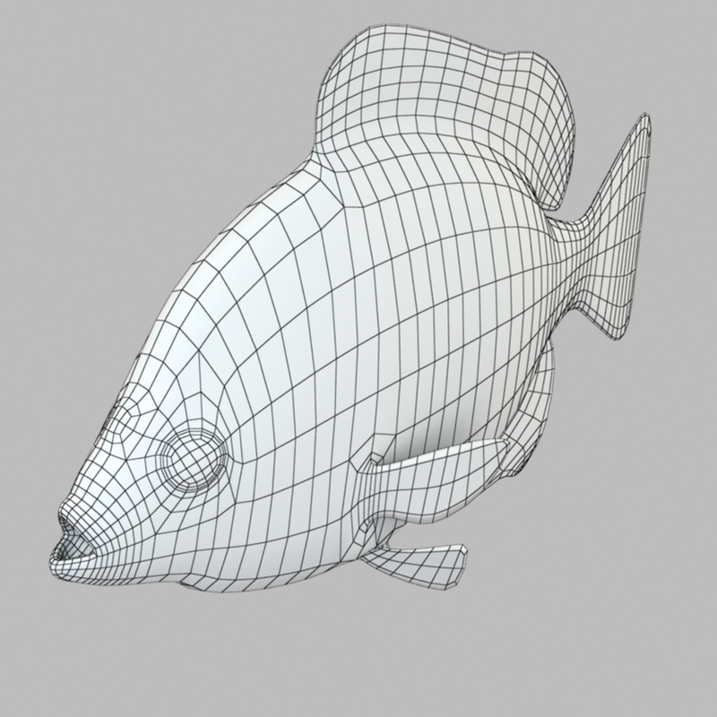 3d bluegill fish lepomis model