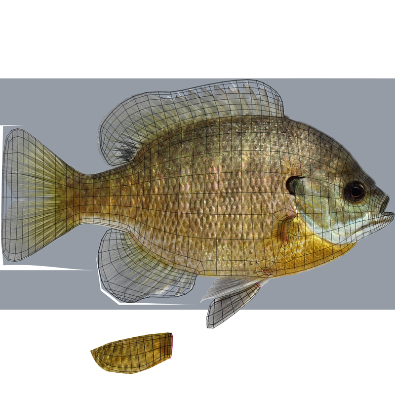 3d bluegill fish lepomis model
