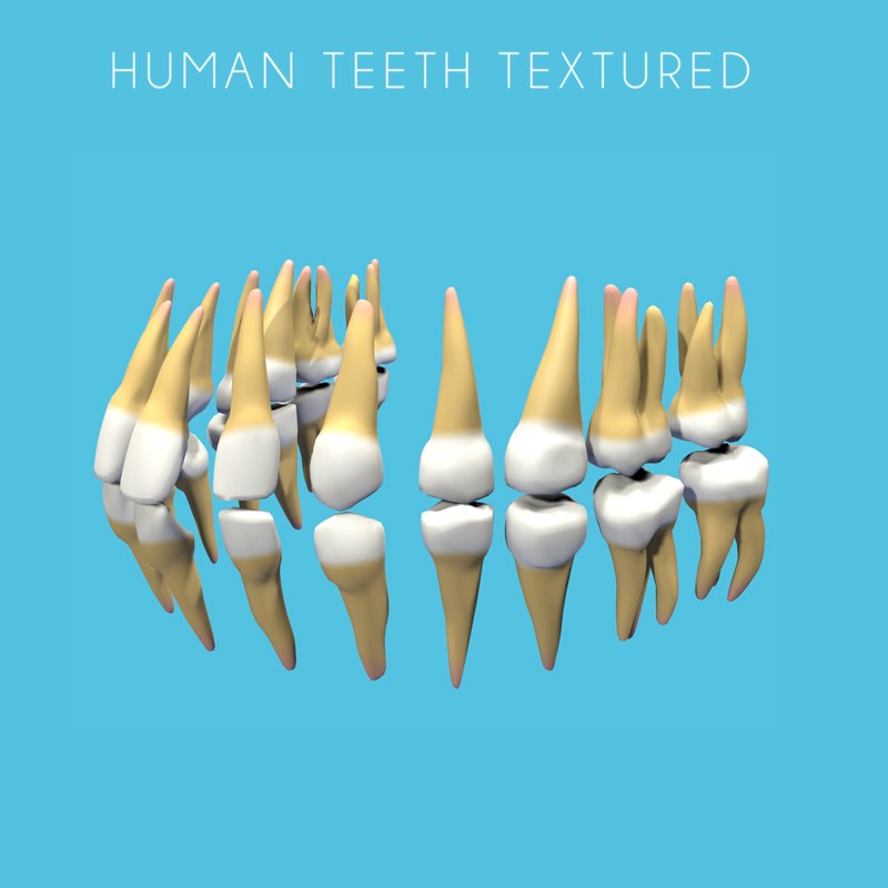 3d human teeth model
