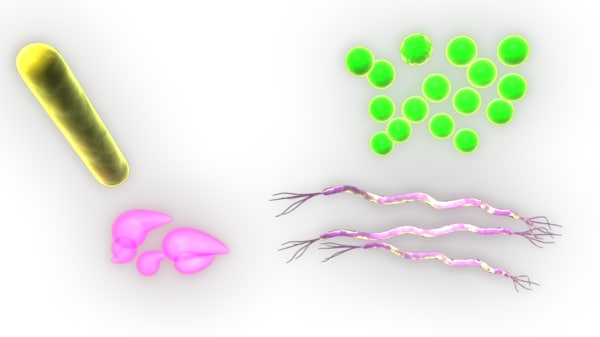 Bacteria 3D Models for Download | TurboSquid