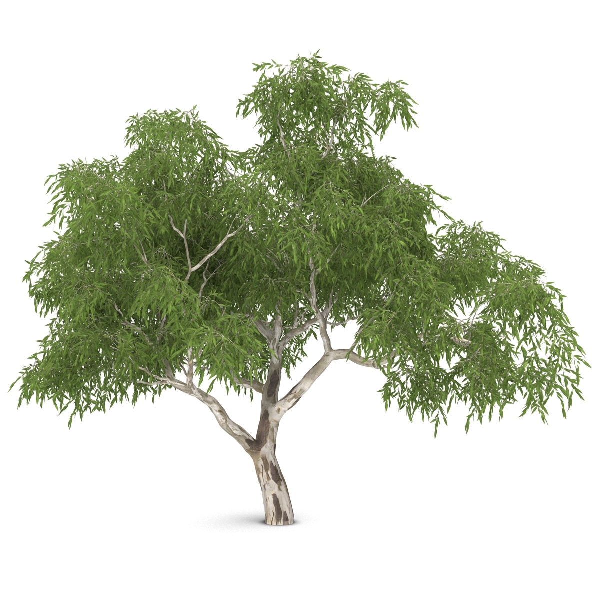 3d model eucalyptus tree