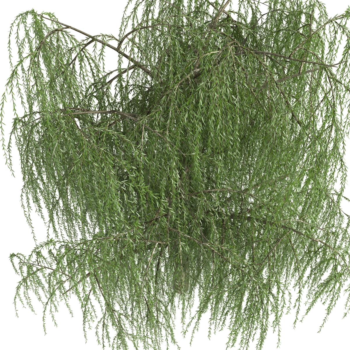 3d weeping willow model