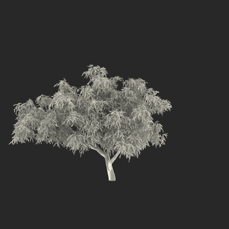 3d model eucalyptus tree