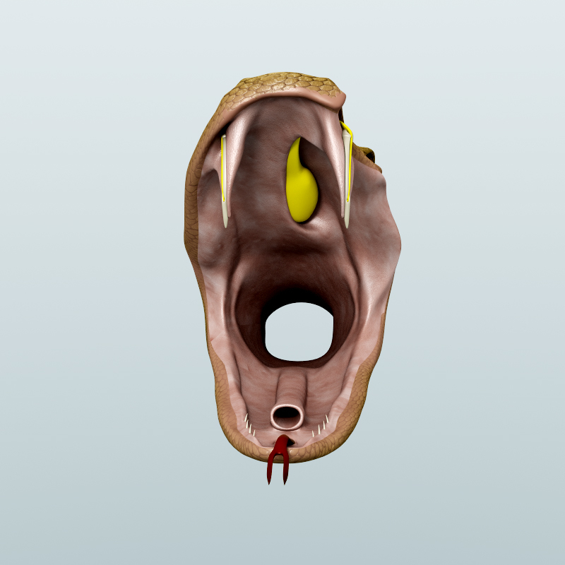 3d model of snake head