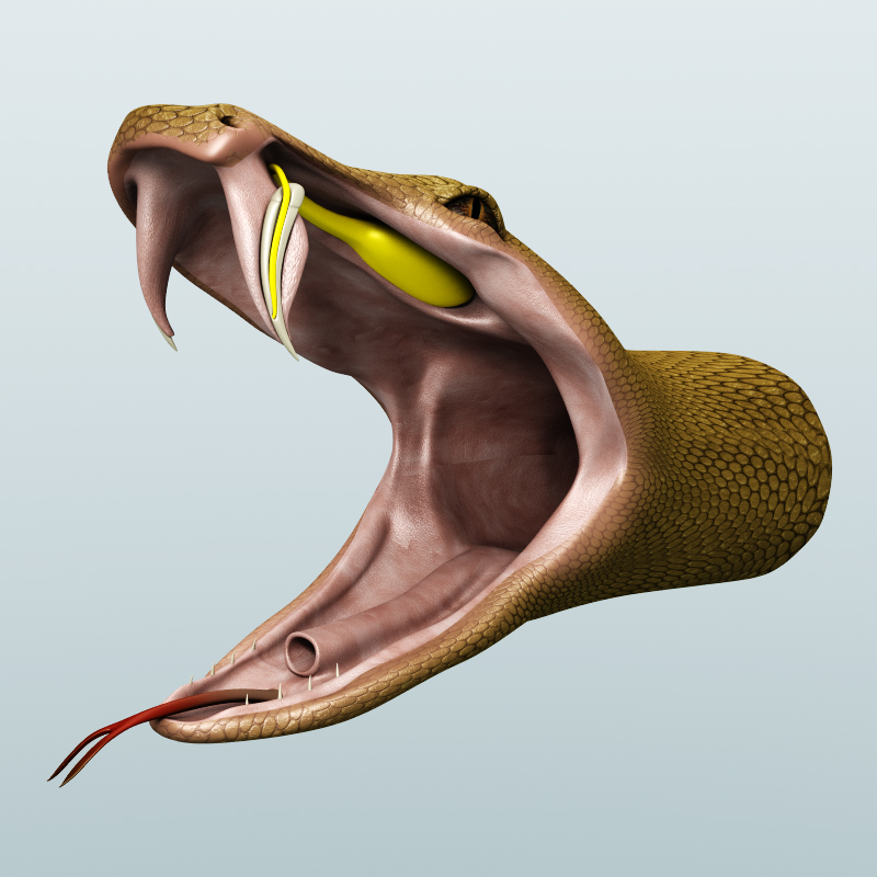 3d model of snake head
