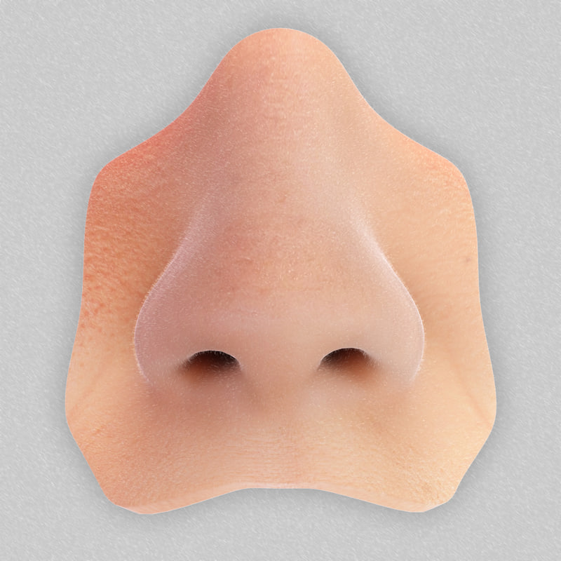 3d model realistic human nose