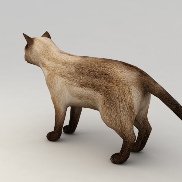 rigged siamese cat 3d model