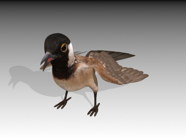 3d white eared bulbul rigged bird model