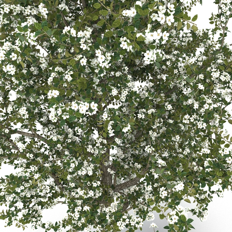 pear tree flowering 3d model
