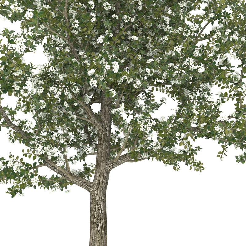 pear tree flowering 3d model
