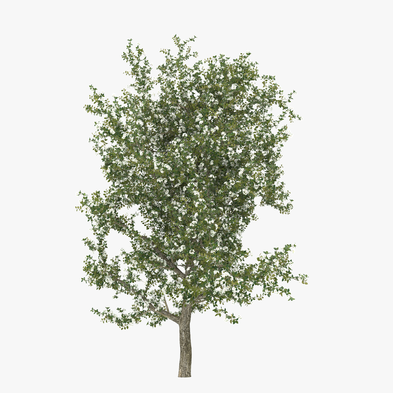 pear tree flowering 3d model
