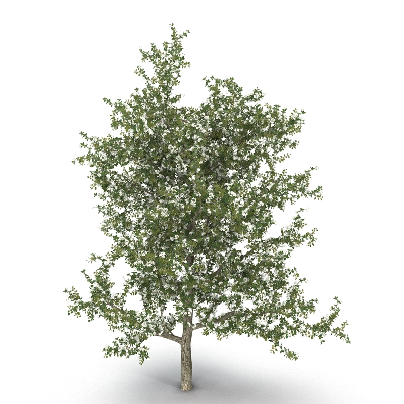 pear tree flowering 3d model