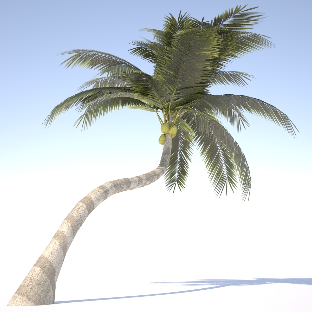 coconut palm tree 3d model