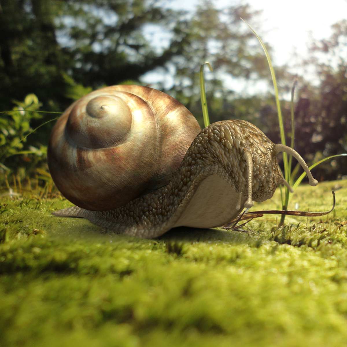 photo-realistic snail 3d ma