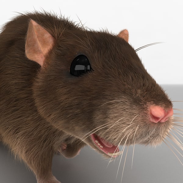 rat pose 4 fur 3d model