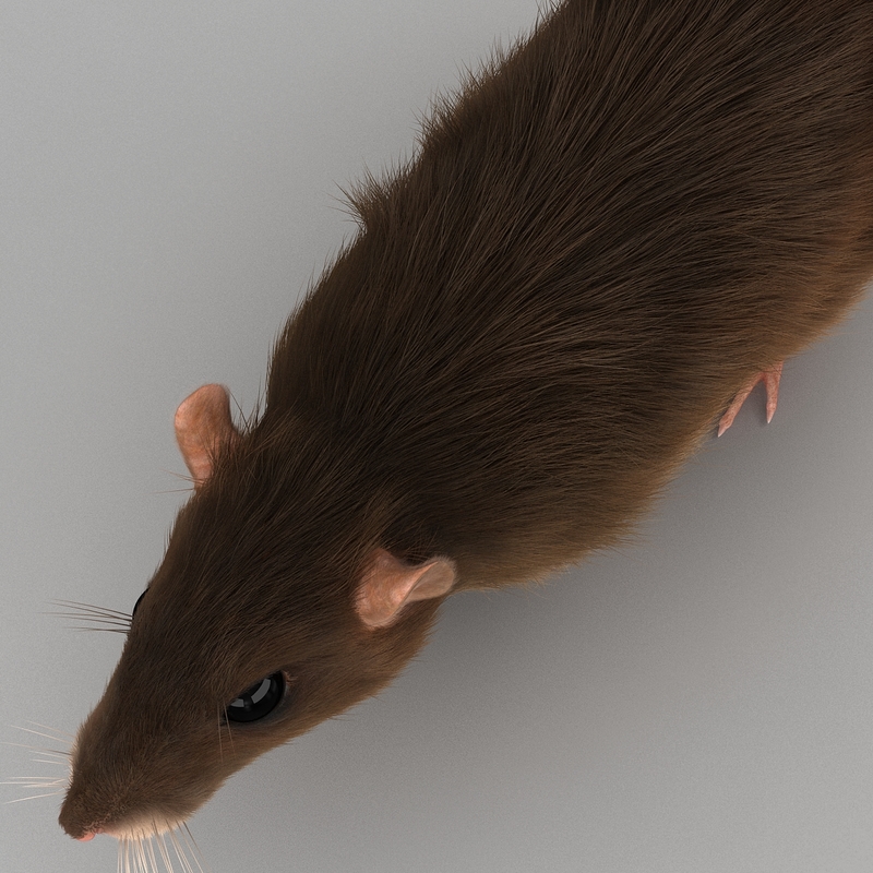 rat pose 4 fur 3d model