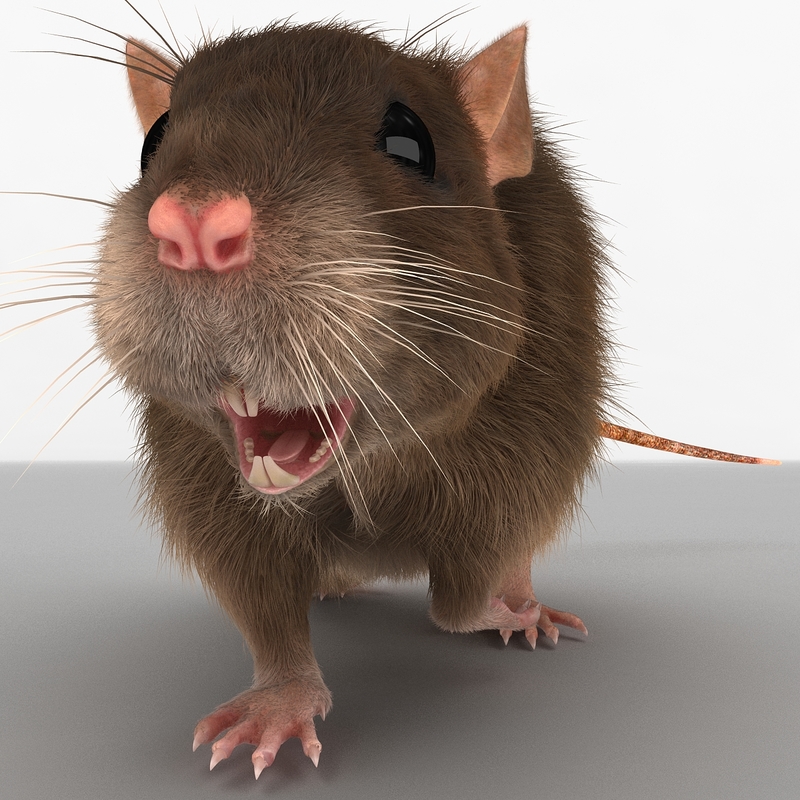 rat pose 4 fur 3d model