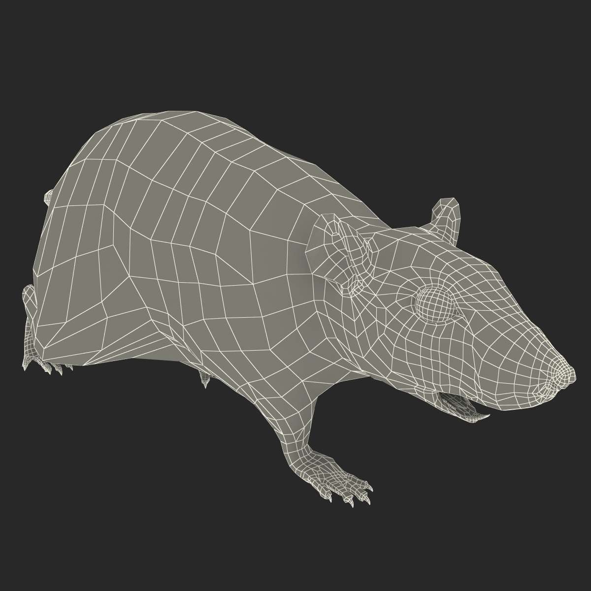 rat pose 4 fur 3d model