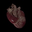 human heart 3d 3ds