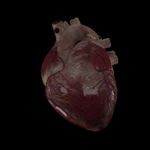 human heart slice 3d model