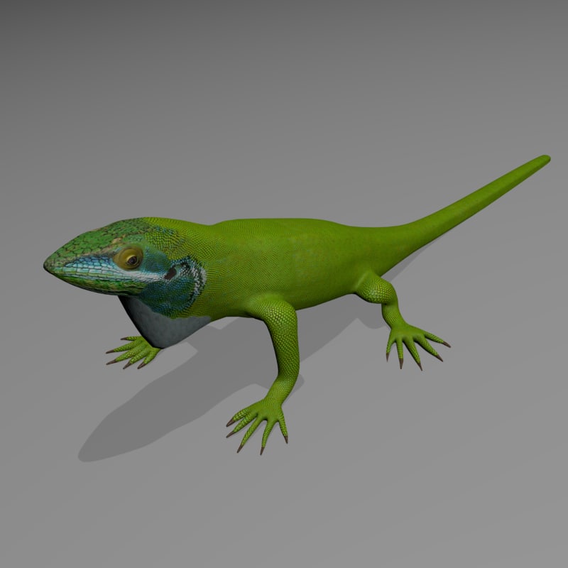3d anole lizard model