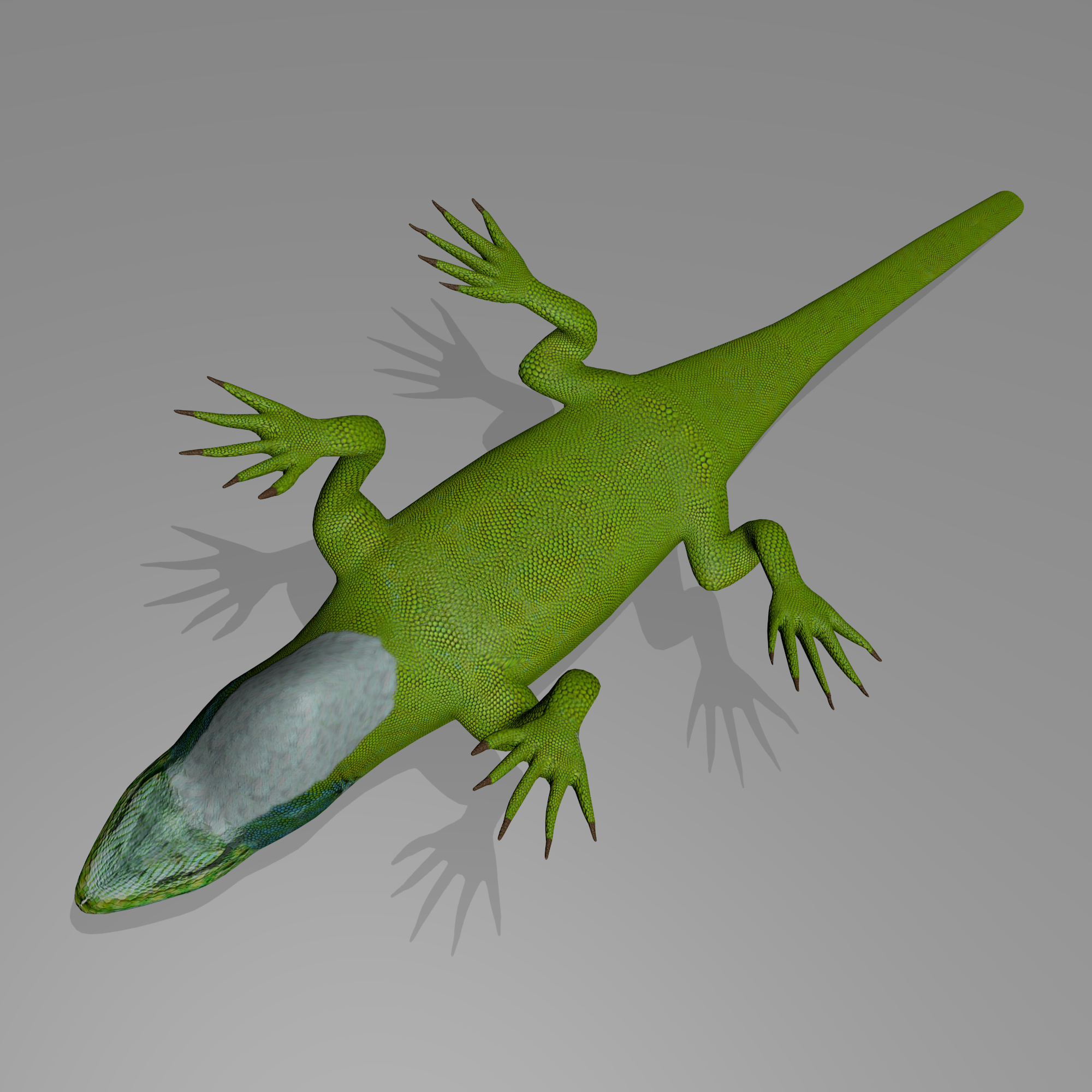 3d anole lizard model