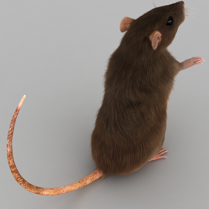 3d model of rat pose 3 fur