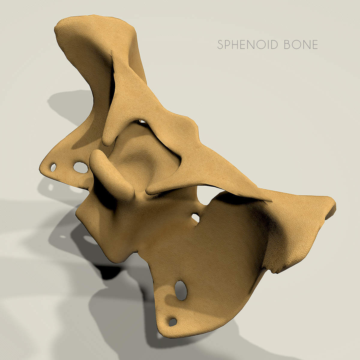 3d anatomy sphenoid bone