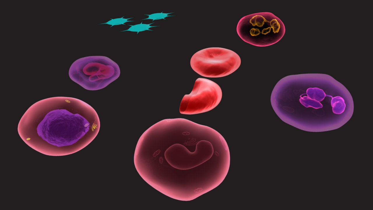 3d blood cells elements model
