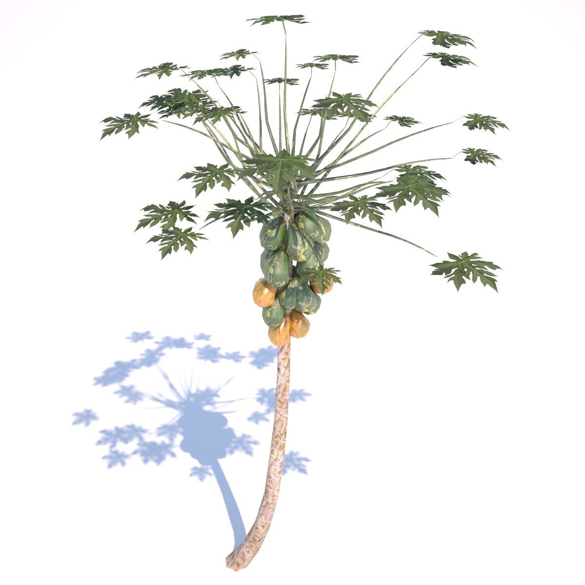 papaya tree 3d 3ds