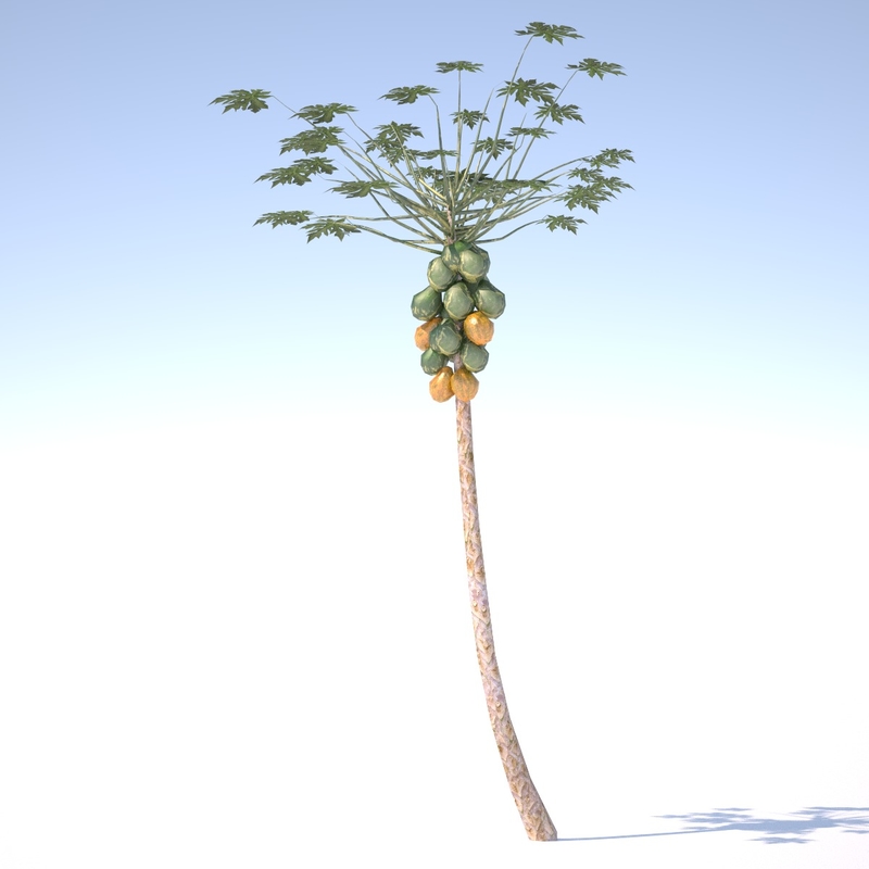 papaya tree 3d 3ds