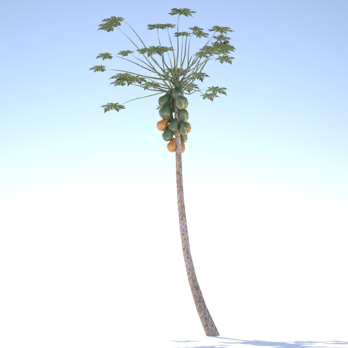papaya tree 3d 3ds