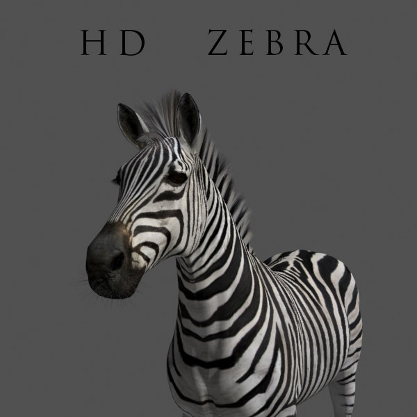 3d realistic zebra model