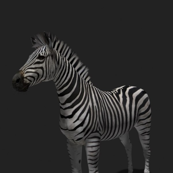 3d realistic zebra model