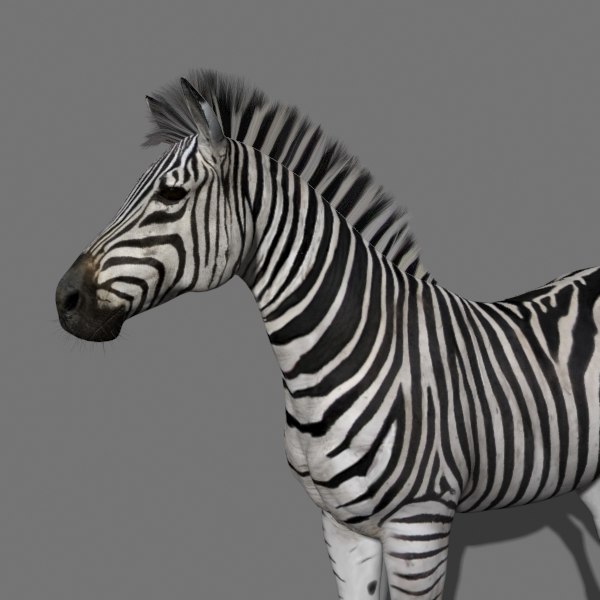 3d realistic zebra model