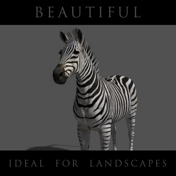 3d realistic zebra model