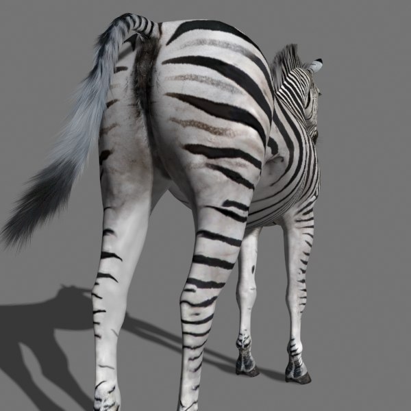 3d realistic zebra model