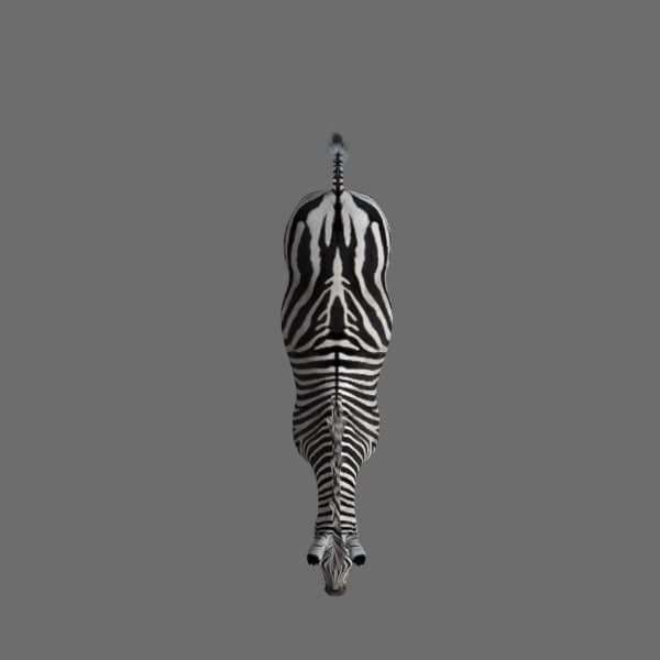 3d realistic zebra model