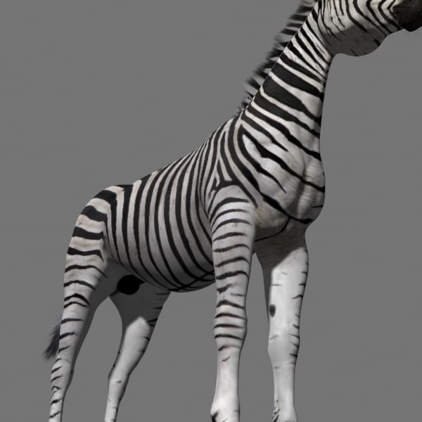 3d realistic zebra model