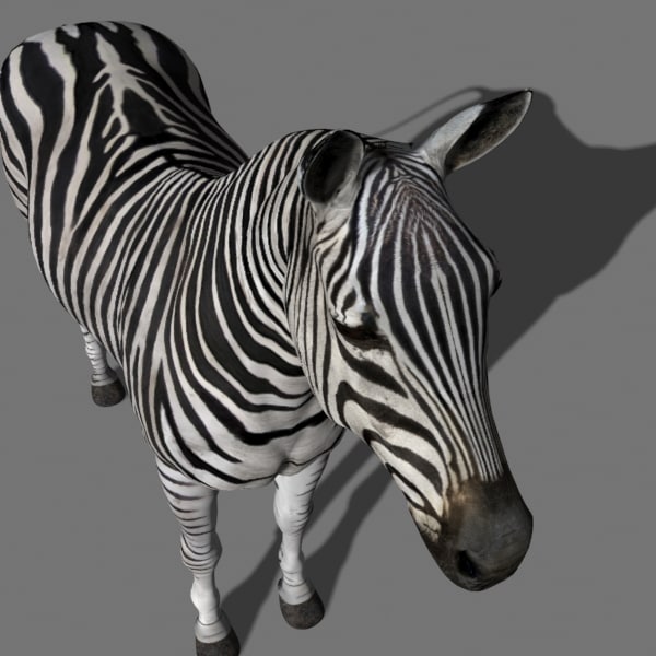 3d realistic zebra model