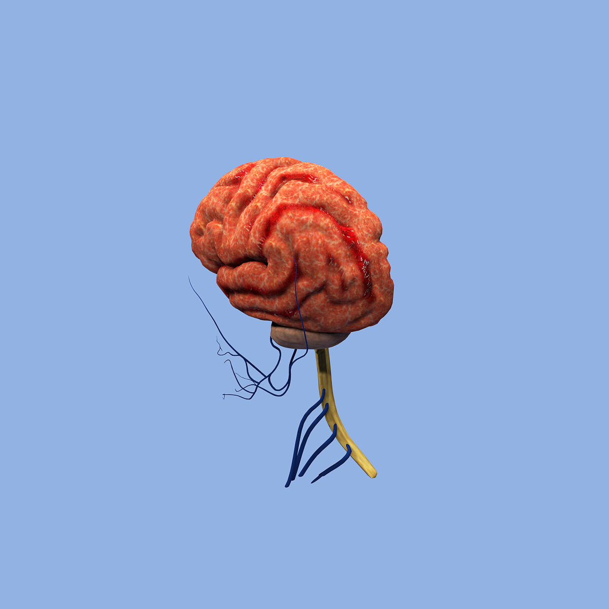 brain 3ds